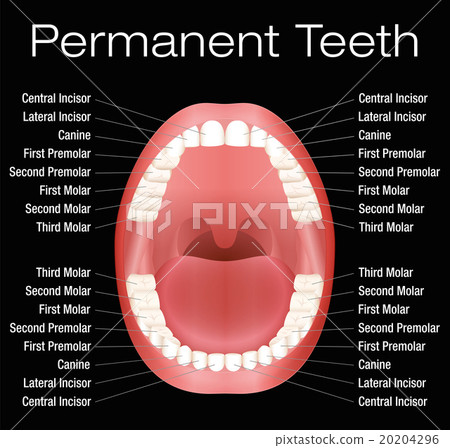 Adult Teeth Names - Stock Illustration [20204296] - PIXTA