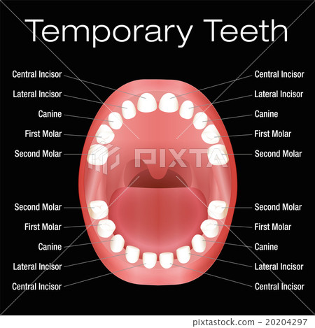 Primary Teeth Names - Stock Illustration [20204297] - PIXTA