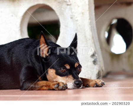 black fat cute miniature pinscher dog playing - Stock Photo [20290320 ...