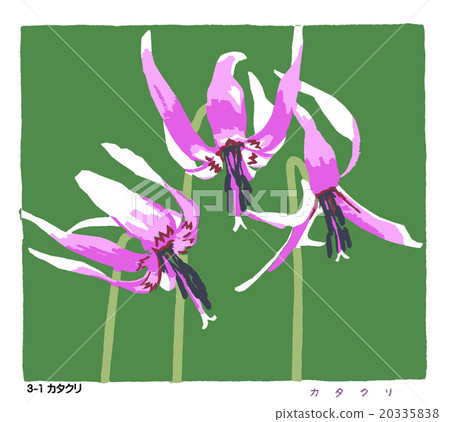 Katakuri - Stock Illustration [20335838] - PIXTA