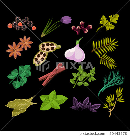 Spice Set. Vector Illustration. - Stock Illustration [20443378] - PIXTA