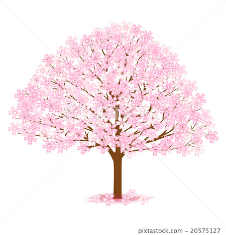 Sakura spring flower background - Stock Illustration [20575127] - PIXTA
