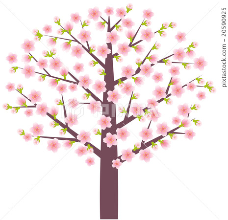 Sakura tree five branches blooming - Stock Illustration [20590925] - PIXTA
