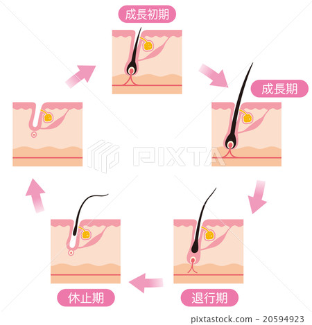 Hair hair cycle cycle - Stock Illustration [20594923] - PIXTA