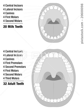 Milk Teeth Adult Teeth Number Comparison - Stock Illustration [20600098 ...