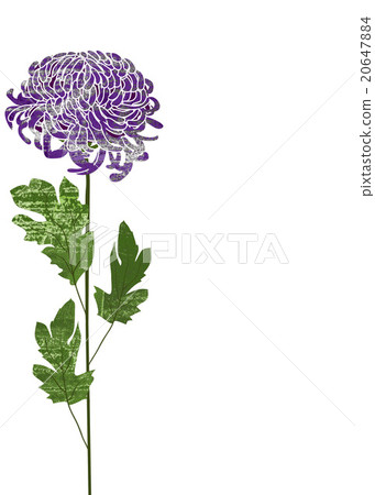 Faint flower chrysanthemum - Stock Illustration [20647884] - PIXTA