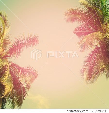 Tropical background with palm trees in sun light - Stock Photo ...