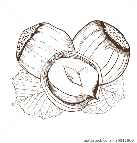 Hazelnut vector isolated on white background - Stock Illustration ...