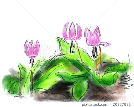 Katakuri flower illustration - Stock Illustration [20827951] - PIXTA