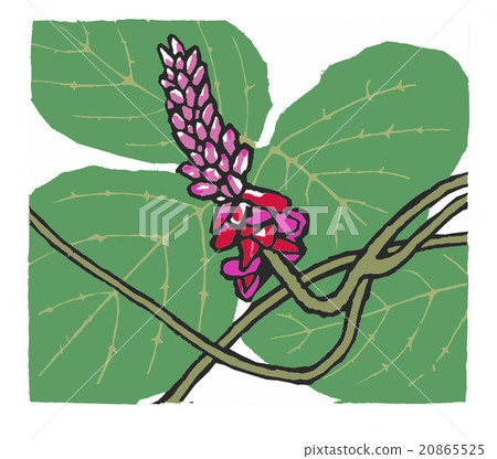 Kudzu - Stock Illustration [20865525] - PIXTA