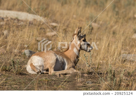 Pronghorn Antelope fawn - Stock Photo [20925124] - PIXTA