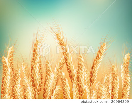 Gold wheat field and blue sky. EPS 10 - Stock Illustration [20964209 ...