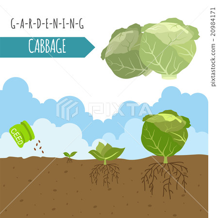 Gardening work, farming infographic. Cabbage - Stock Illustration ...