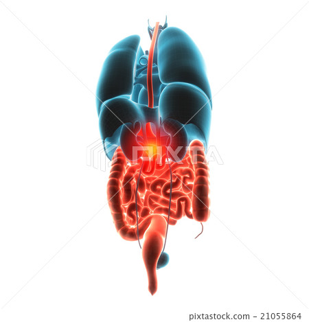stomach organ pain illustration -插圖素材 [21055864] - PIXTA圖庫