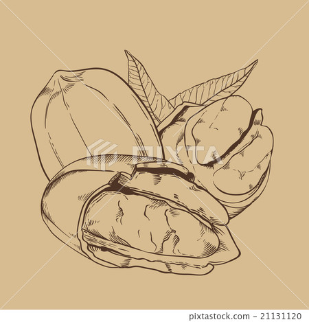 Pecan vector isolated on vintage background - Stock Illustration ...