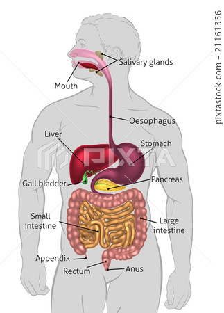 Human Digestive System Tract - Stock Illustration [21161356] - PIXTA