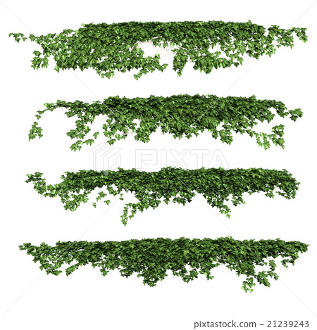 Ivy pattern - Stock Illustration [21239243] - PIXTA