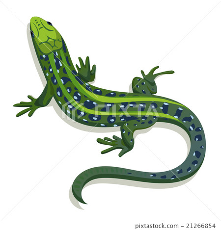 Green lizard, vector illustration - Stock Illustration [21266854] - PIXTA