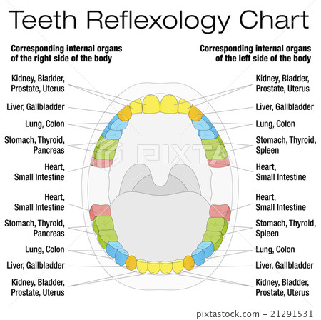 Teeth Reflexology Chart Description - Stock Illustration [21291531] - PIXTA