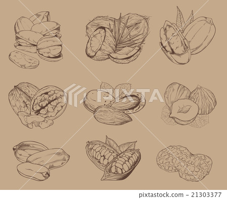 Engraved nuts isolated. Set of mixed nuts. - Stock Illustration ...