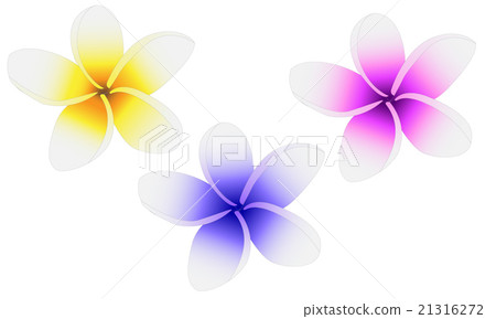 Plumeria three flowers painted in different colors - Stock Illustration ...