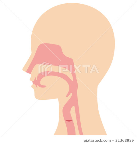 Cross section of the throat structure - Stock Illustration [21368959 ...