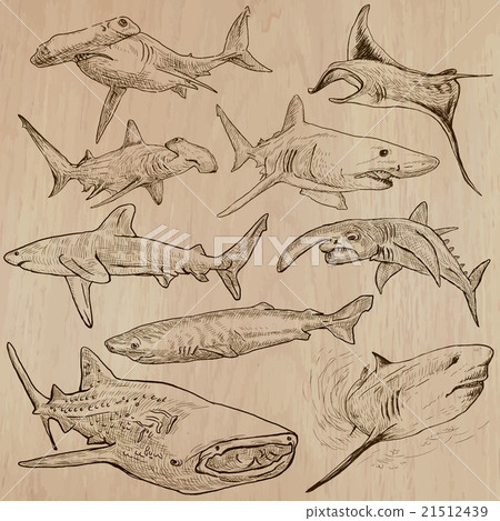 Sharks - An hand drawn vector pack - Stock Illustration [21512439] - PIXTA