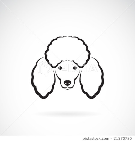 Vector image of an dog poodle face - Stock Illustration [21570780] - PIXTA