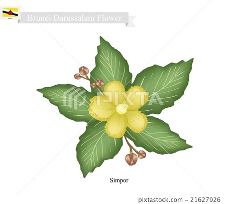 National Flower of Brunei Darussalam - Stock Illustration [21627926 ...