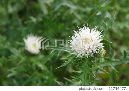 White thistle - Stock Photo [21756477] - PIXTA