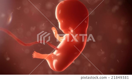 embryo phase of born - Stock Illustration [21849381] - PIXTA