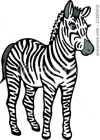 Wildlife zebra No background - Stock Illustration [21885650] - PIXTA