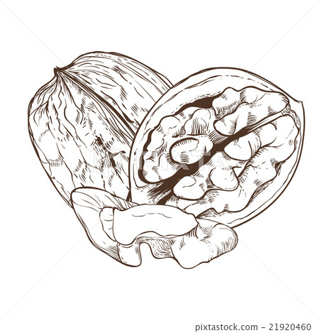 Walnut bitmap isolated on white background-插圖素材 [21920460] - PIXTA圖庫