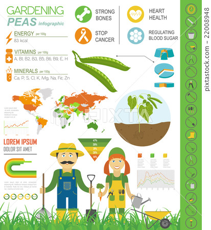 Peas. Graphic template. - Stock Illustration [22008948] - PIXTA