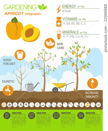 Apricot. Graphic template. - Stock Illustration [22008988] - PIXTA