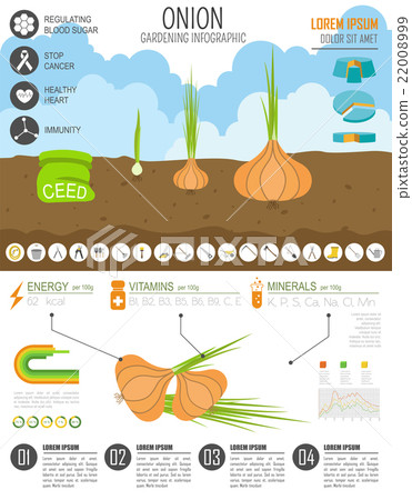Onion, Graphic template. - Stock Illustration [22008999] - PIXTA