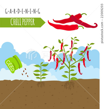 Chili pepper. Graphic template. Flat st - Stock Illustration [22009203 ...