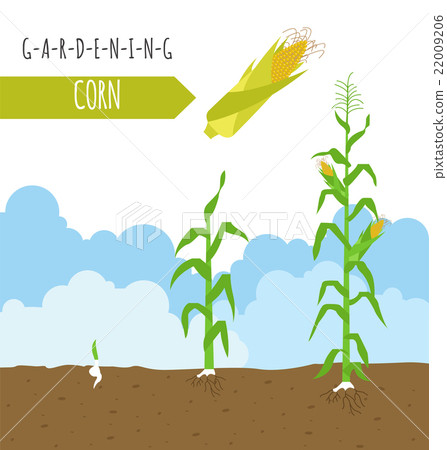 Corn. Graphic template. Flat style desi - Stock Illustration [22009206 ...