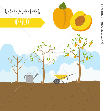 Apricot. Graphic template. - Stock Illustration [22009211] - PIXTA