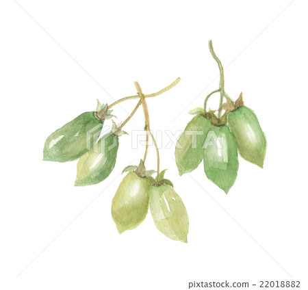 Matatabi fruit - Stock Illustration [22018882] - PIXTA