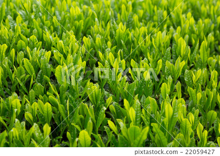 Japanese Tea Tea Leaves Sprouts New Tea - Stock Photo [22059427] - PIXTA