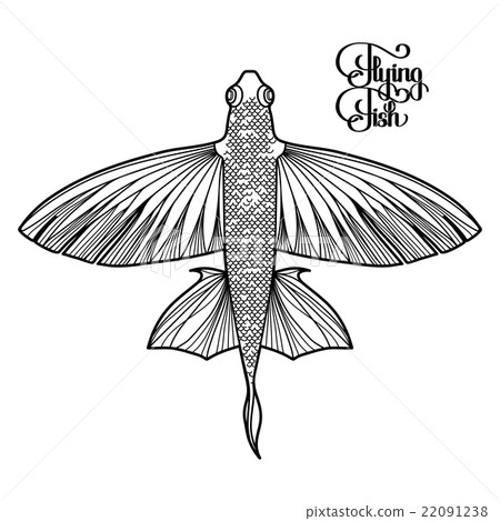 Graphic flying fish - Stock Illustration [22091238] - PIXTA