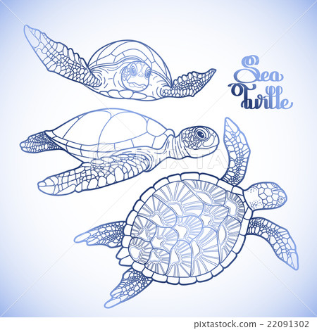Hawksbill sea turtle collection - Stock Illustration [22091302] - PIXTA