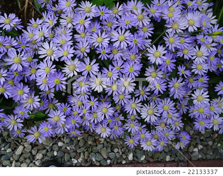 Miyako Washer Flower - Stock Photo [22133337] - PIXTA