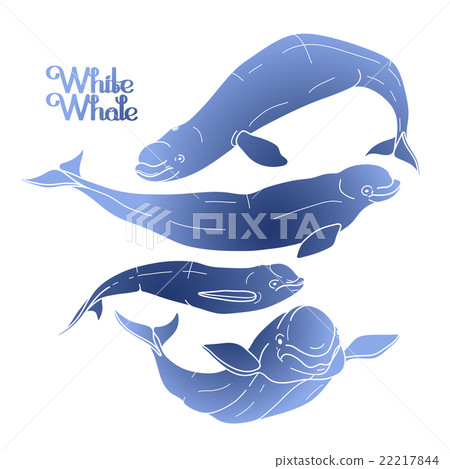 Graphic beluga whale collection - Stock Illustration [22217844] - PIXTA