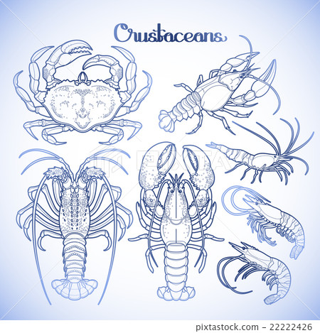 Graphic crustaceans collection - Stock Illustration [22222426] - PIXTA