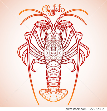 Graphic vector crayfish - Stock Illustration [22222434] - PIXTA