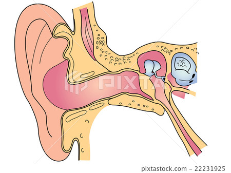 Ear structure - Stock Illustration [22231925] - PIXTA
