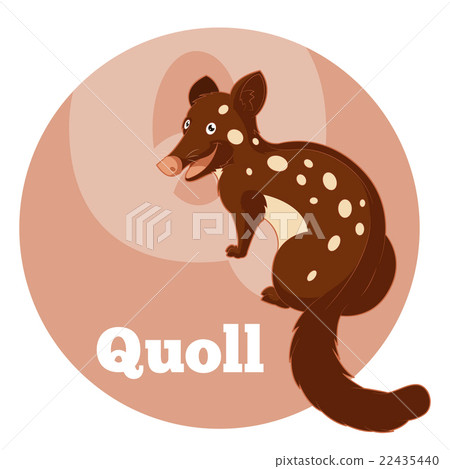 ABC Cartoon Quoll-插圖素材 [22435440] - PIXTA圖庫