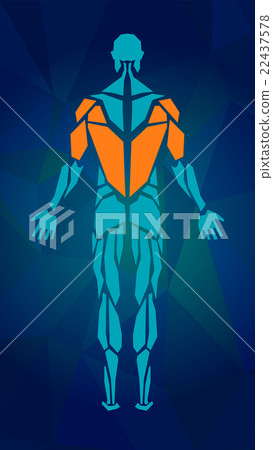 Anatomy of male muscular system. Back view. -插圖素材 [22437578] - PIXTA圖庫